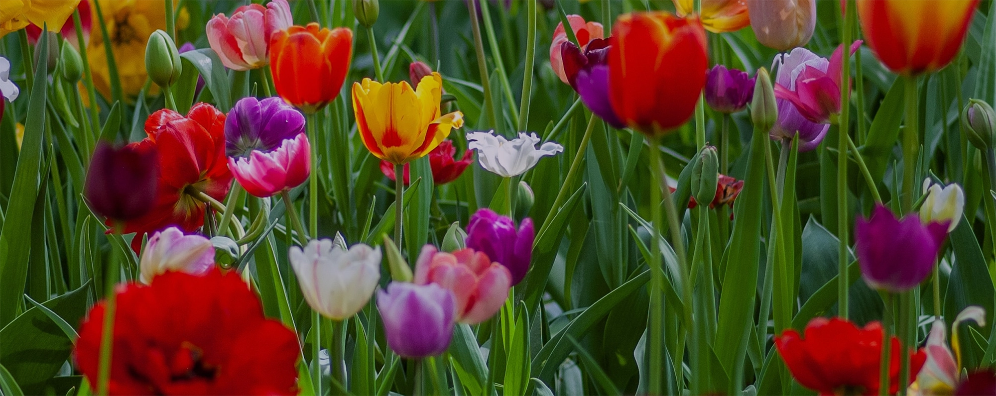 Contact Us - STEMS Flower Co.