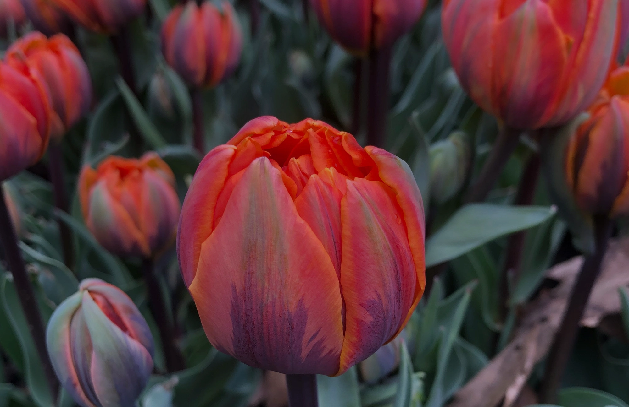 Home - STEMS Flower Co.