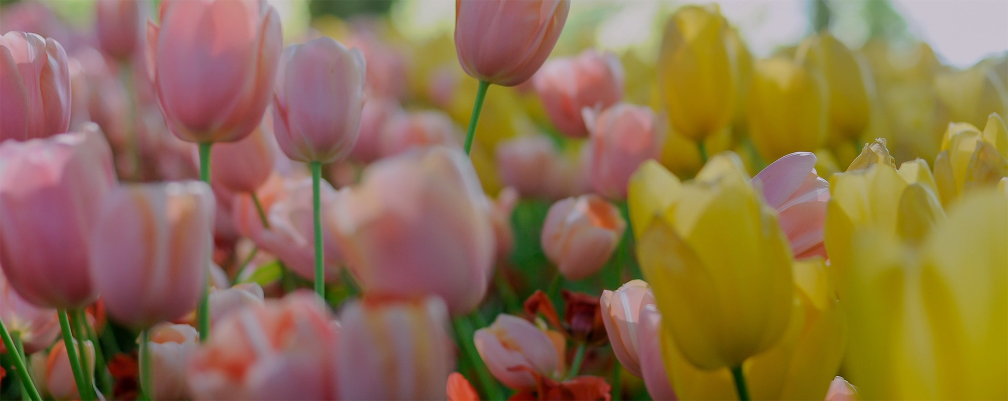 Locations - STEMS Flower Co.