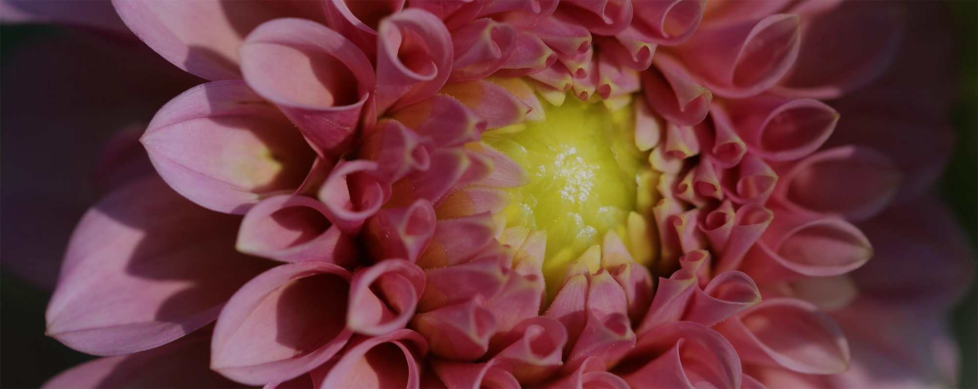 Get Involved - STEMS Flower Co.